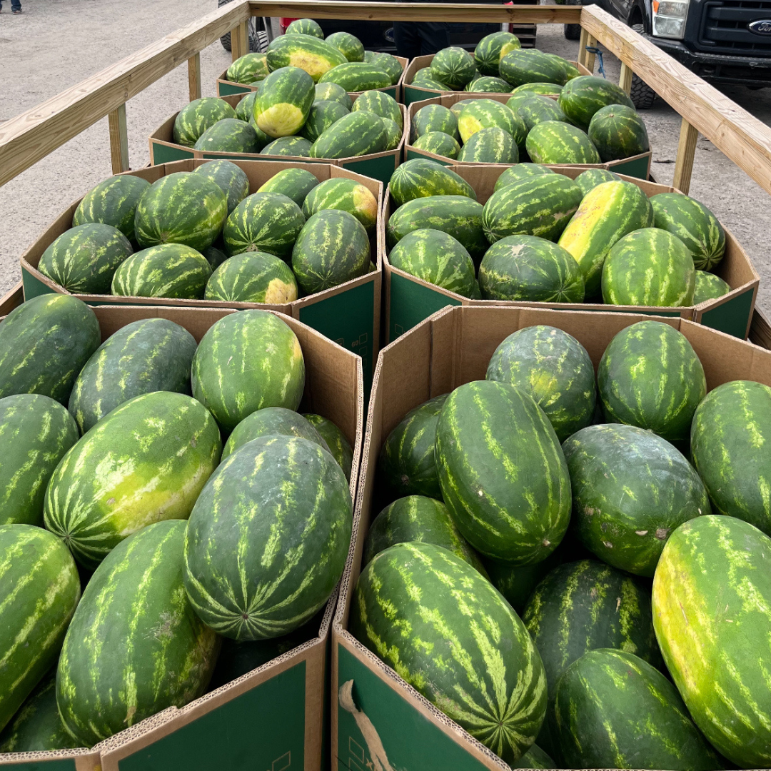 seeded watermelon uk