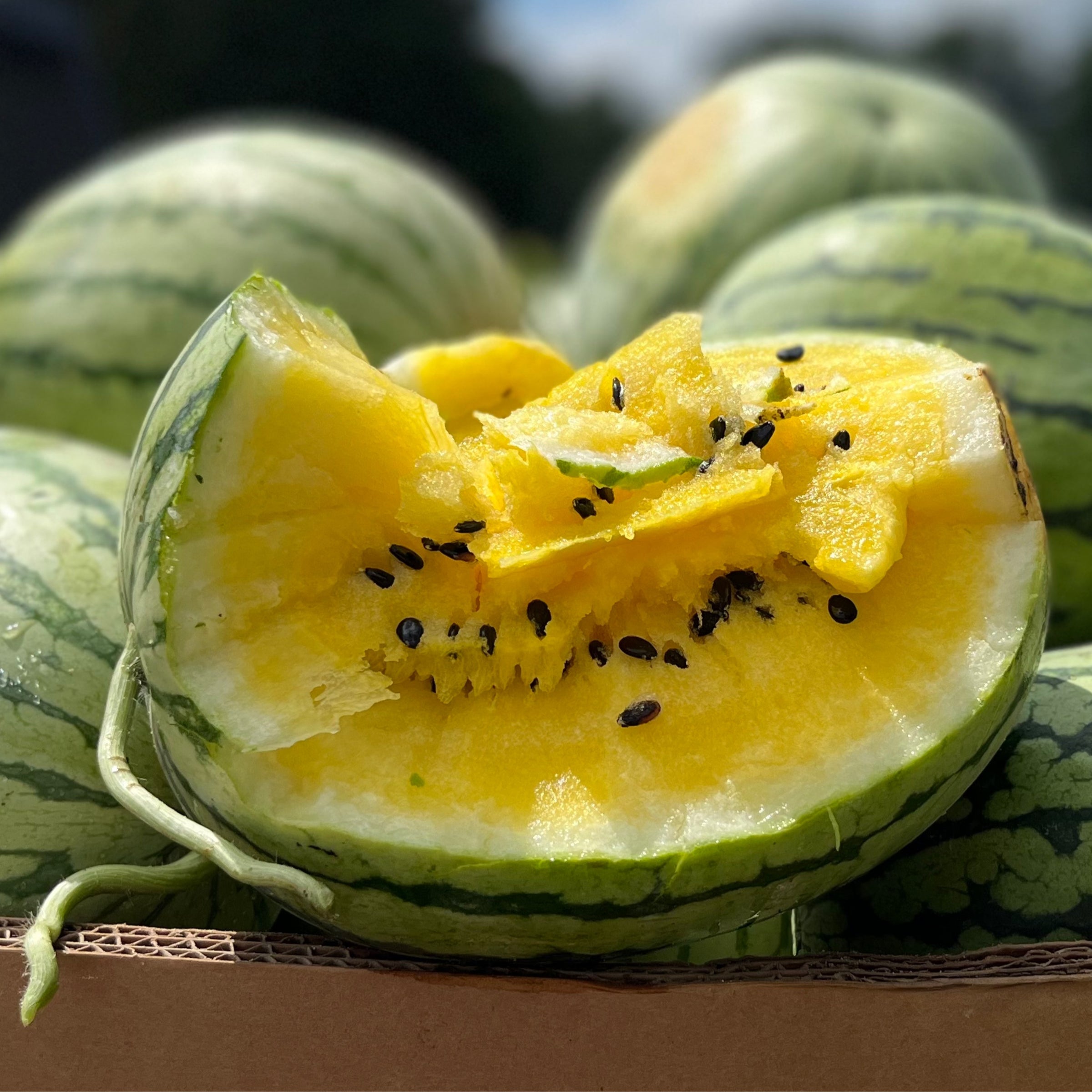 seeded watermelon uk